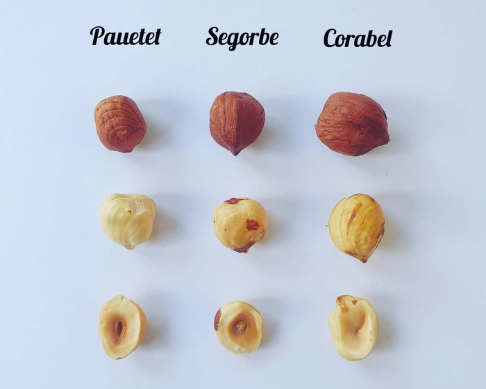 Le choix des variétés de noix