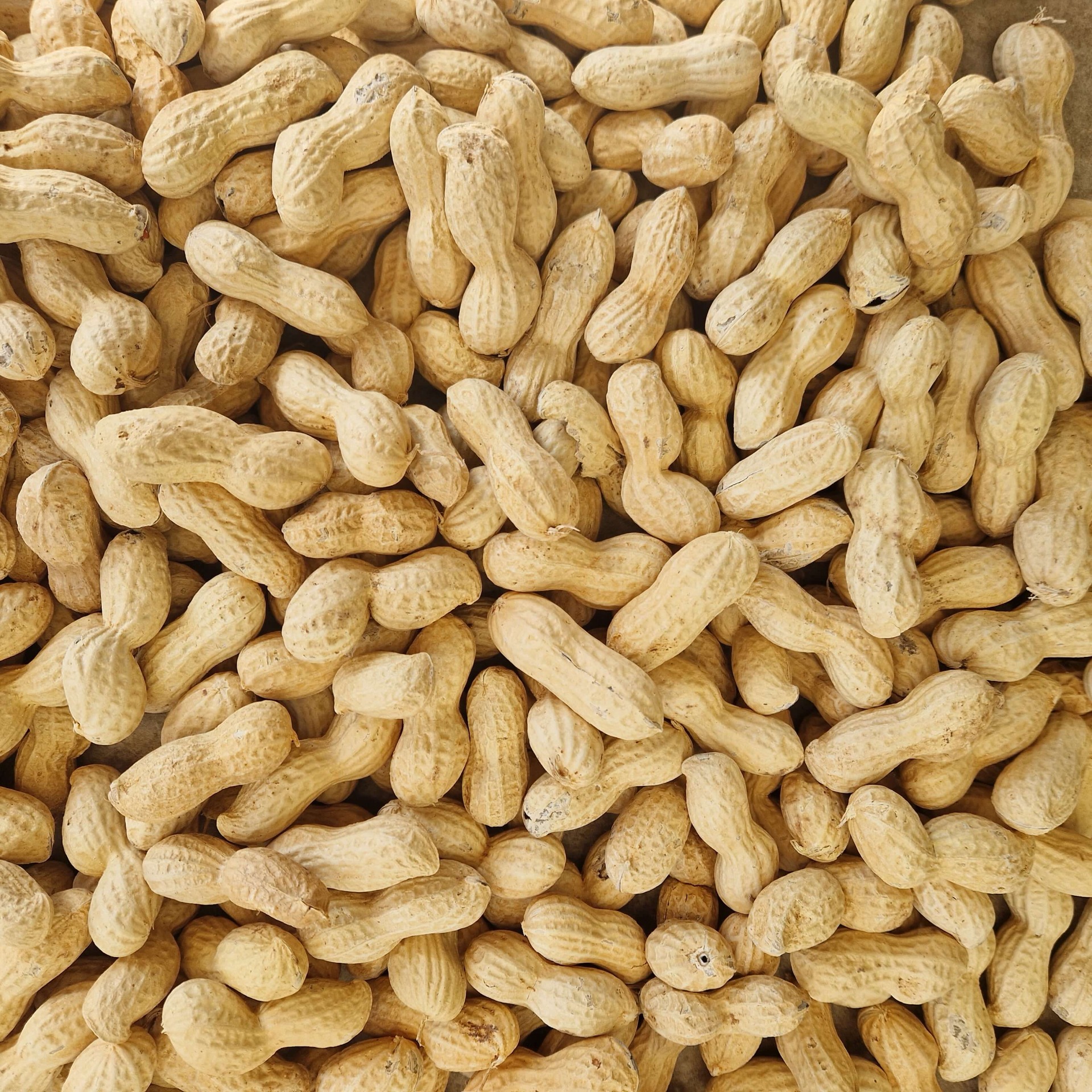 Production de cacahuète de France