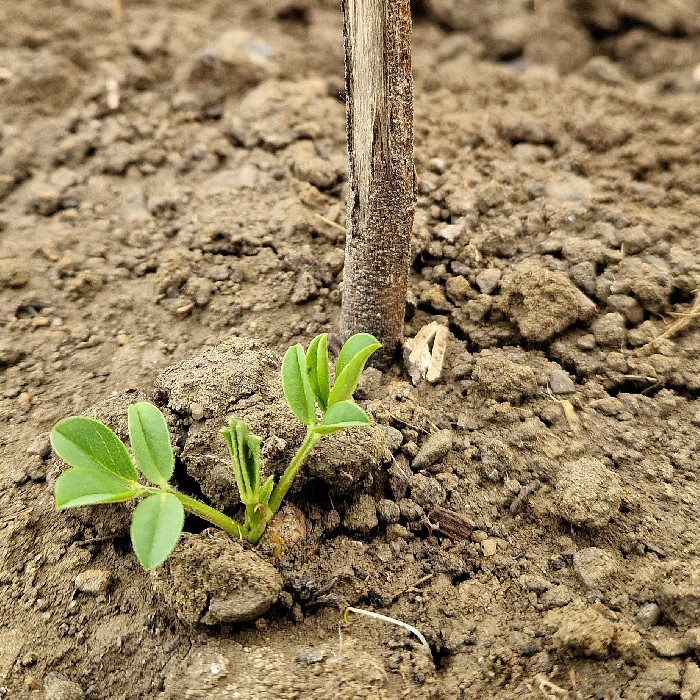 Production de cacahuète de France
